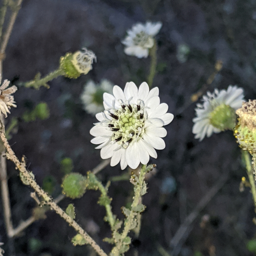 Blepharizonia (Blepharizonia Laxa) Plant Care & How to Grow, Water