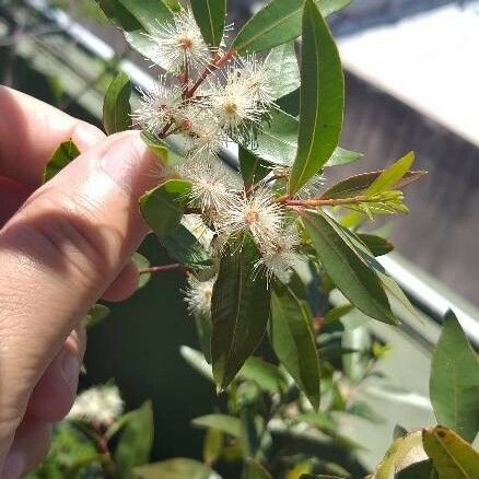 Weeping Myrtle (Blepharocalyx Salicifolius) Plant Care & How to Grow, Water