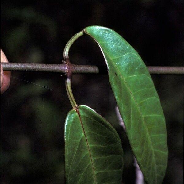 Blepharodon Pictum Plant Care & How to Grow, Water