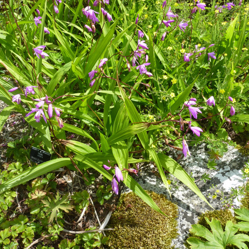 Chinese Ground Orchid (Bletilla Striata) Plant Care & How to Grow, Water