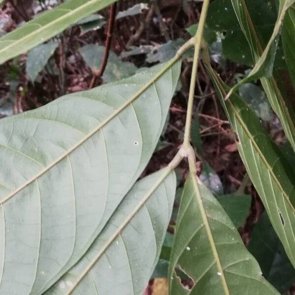 Blighia Welwitschii Plant Care & How to Grow, Water