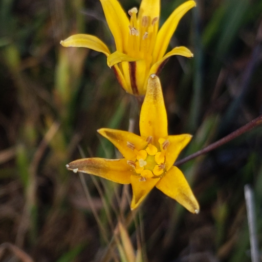 Dwarf Goldenstar (Bloomeria Humilis) Plant Care & How to Grow, Water