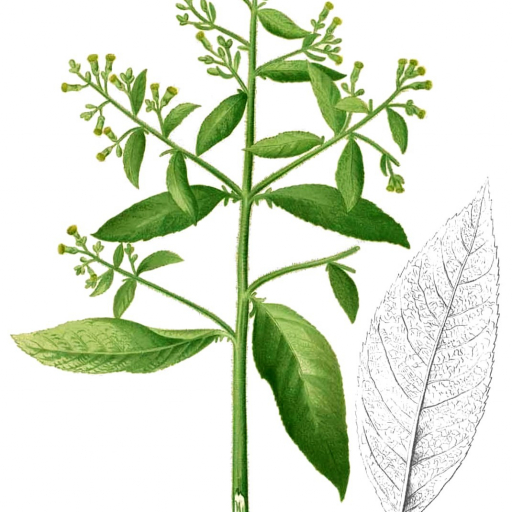 Ngai Camphor (Blumea Balsamifera) Plant Care & How to Grow, Water