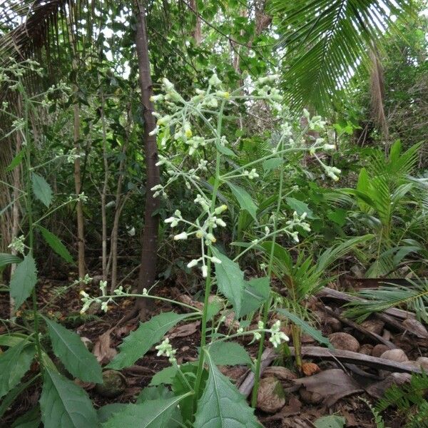 Blumea (Blumea Lacera) Plant Care & How to Grow, Water