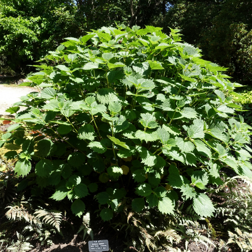 Japanese False Nettle (Boehmeria Japonica) Care Guide: Water, Soil ...