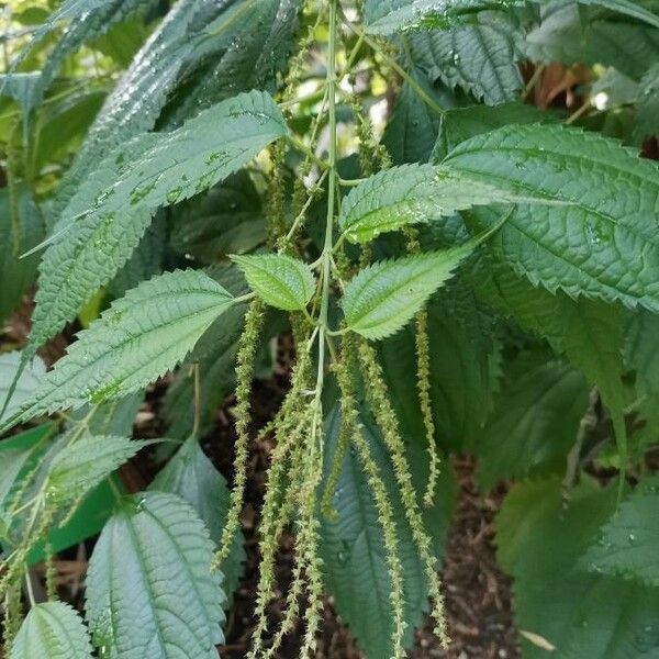Siebold's False Nettle (Boehmeria Sieboldiana) Care Guide: Water, Soil ...
