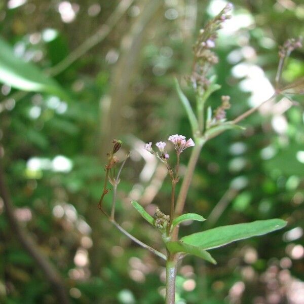 Sharp-leaf Spiderling (Boerhavia Acutifolia) Plant Care & How to Grow ...