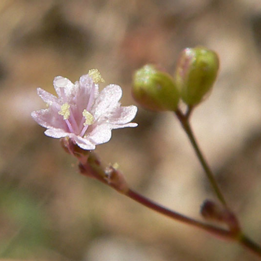 Coulter's Spiderling (Boerhavia Coulteri) Plant Care & How to Grow, Water