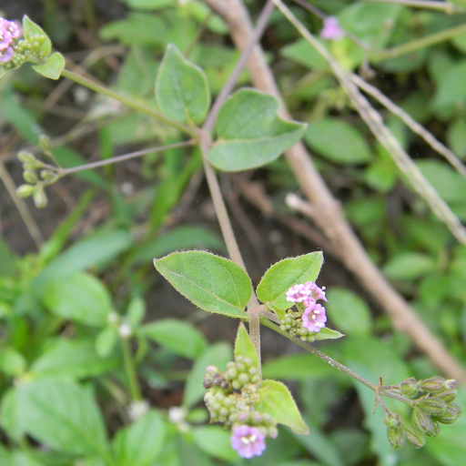Red Spiderling (Boerhavia Diffusa) Plant Care & How to Grow, Water