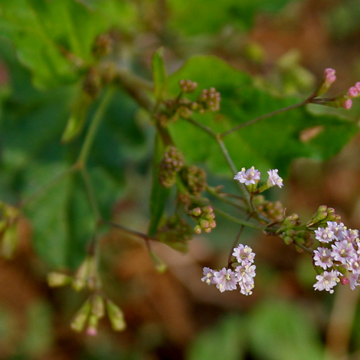 Erect Spiderling (Boerhavia Erecta) Plant Care & How to Grow, Water