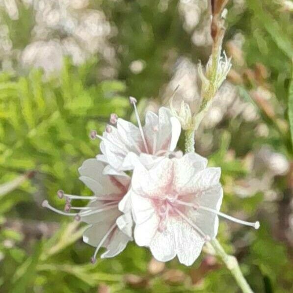 Boerhavia Pulchella Plant Care & How to Grow, Water