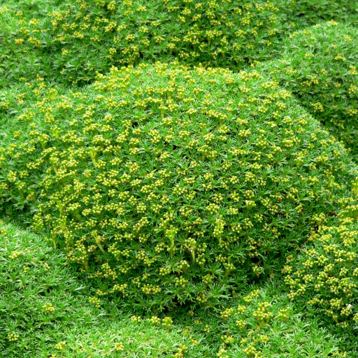 Balsam-Bog (Bolax Gummifera) Plant Care & How to Grow, Water