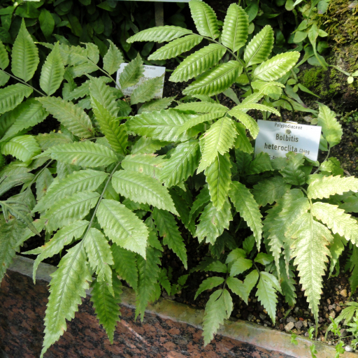Aquatic Fern (Bolbitis Heteroclita) Plant Care & How to Grow, Water