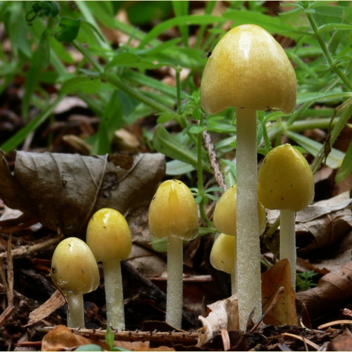 Bolbitius Titubans Plant Care & How to Grow, Water