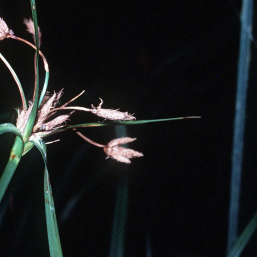 River Bulrush (Bolboschoenus Fluviatilis) Plant Care & How to Grow, Water