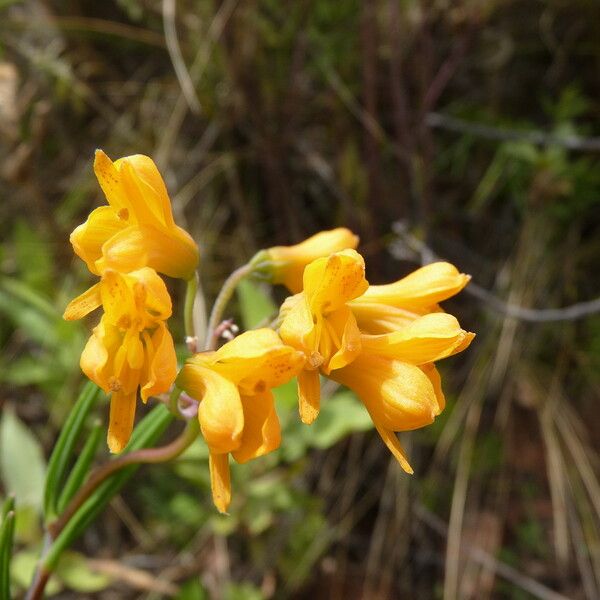 Bomarea Boliviensis Plant Care & How to Grow, Water