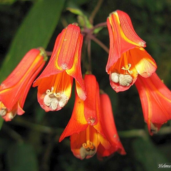 Bomarea Costaricensis Plant Care & How to Grow, Water