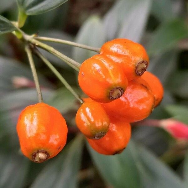 Bomarea Distichifolia Plant Care & How to Grow, Water