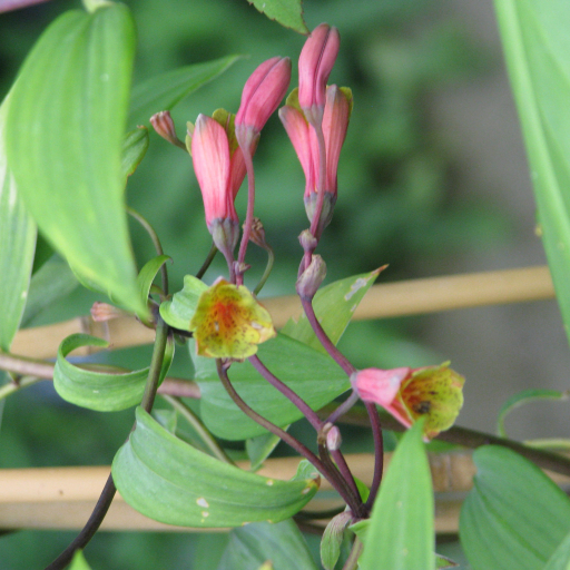 Pink Bomarea (Bomarea Edulis) Plant Care & How to Grow, Water