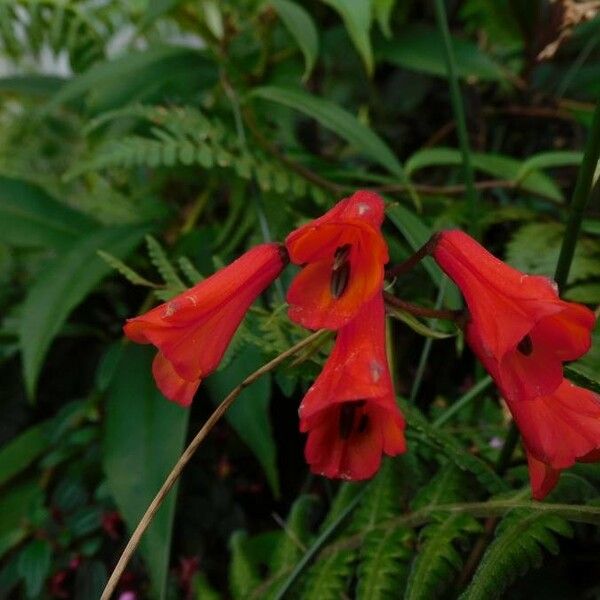 Bomarea Hirsuta Plant Care & How to Grow, Water