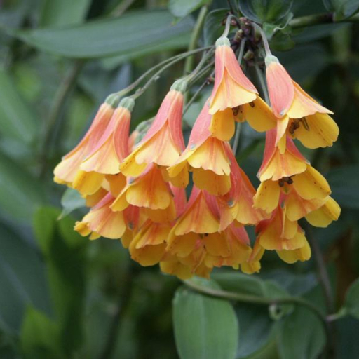 Trailing Lily (Bomarea Multiflora) Plant Care & How to Grow, Water