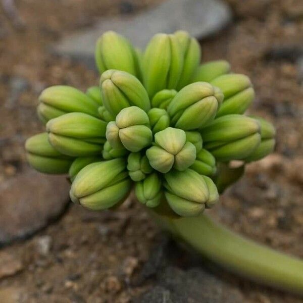 Bomarea Ovallei Plant Care & How to Grow, Water