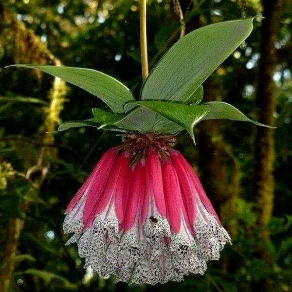 Bomarea Pardina Plant Care & How to Grow, Water