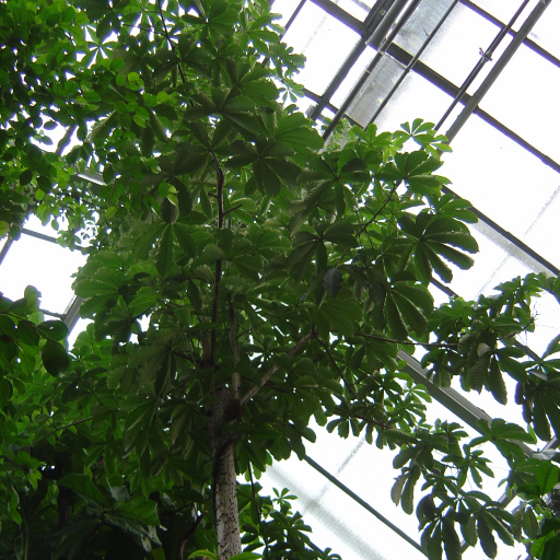 Gold Coast Bombax (Bombax Buonopozense) Plant Care & How to Grow, Water