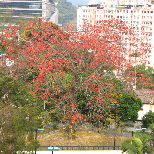 Red Silk Cotton Tree (Bombax Ceiba) Plant Care & How to Grow, Water