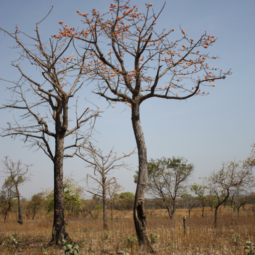 Red Silk Cotton (Bombax Costatum) Plant Care & How to Grow, Water