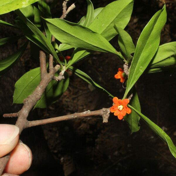 Bonellia Nervosa Plant Care & How to Grow, Water