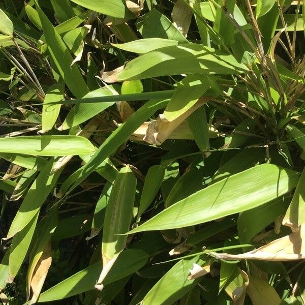 Bonia Saxatilis Care Guide: Water, Soil & Propagation - Plantiary