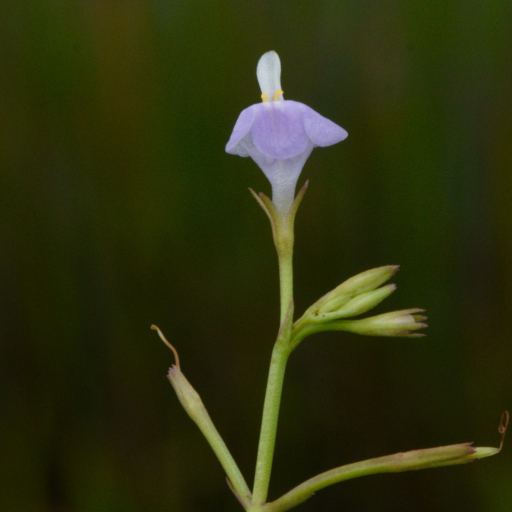 Sparrow False Pimpernel (Bonnaya Antipoda) Care Guide: Water, Soil ...