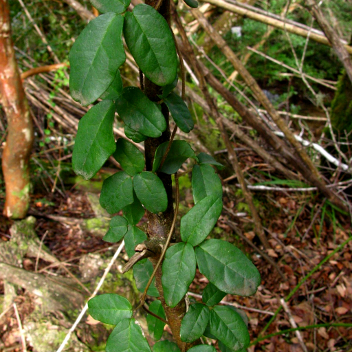 Boquila Trifoliolata Plant Care & How to Grow, Water