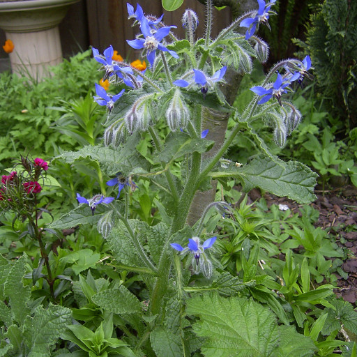Borage (Borago Officinalis) Plant Care & How to Grow, Water