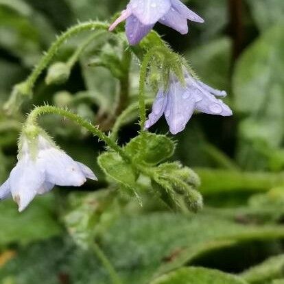 Slender Borage (Borago Pygmaea) Care Guide: Water, Soil & Propagation ...
