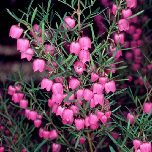 Kalgan Boronia (Boronia Heterophylla) Plant Care & How to Grow, Water