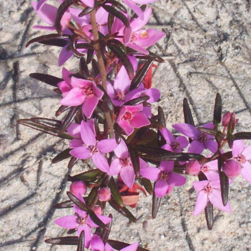 Sydney Boronia (Boronia Ledifolia) Care Guide: Water, Soil ...