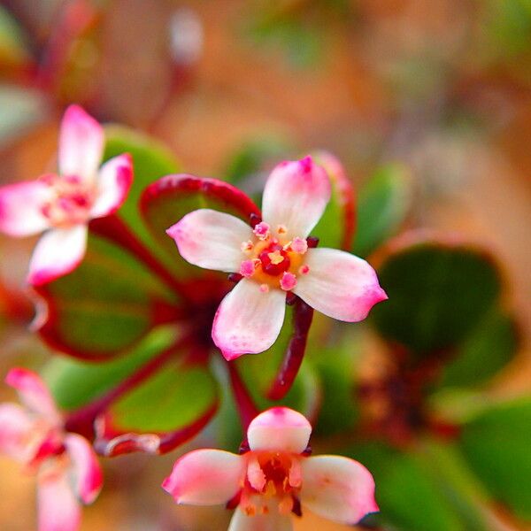 Boronia Parvifolia Plant Care & How to Grow, Water