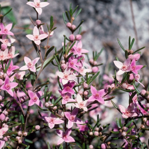 Boronia Rosmarinifolia Plant Care & How to Grow, Water