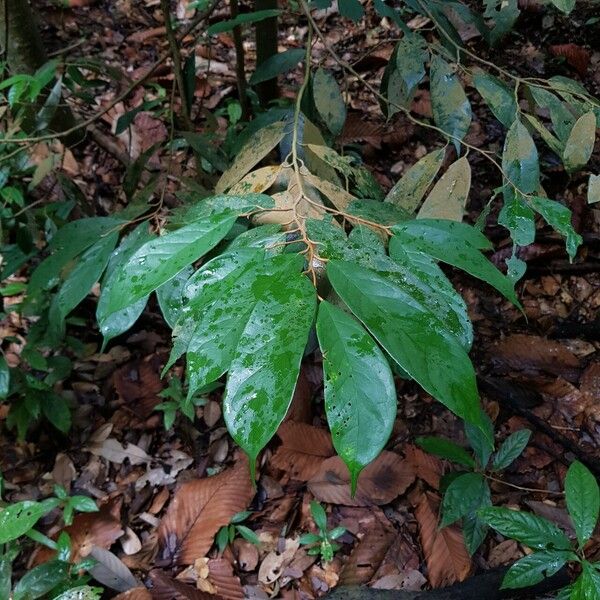 Squirrel's Durian (Boschia Griffithii) Plant Care & How to Grow, Water