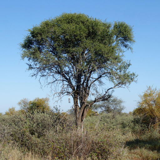 Shepherds Tree (Boscia Albitrunca) Plant Care & How to Grow, Water