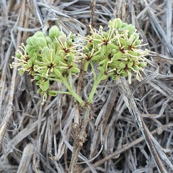 Boscia Coriacea Plant Care & How to Grow, Water