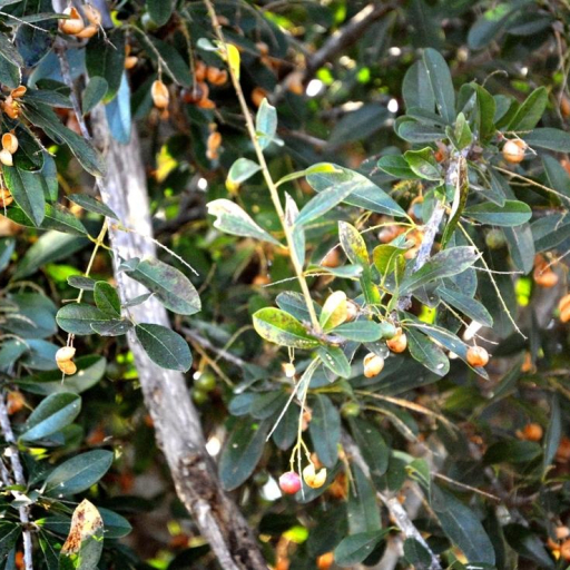 Broadleaved Shepherdstree (Boscia Mossambicensis) Plant Care & How to ...