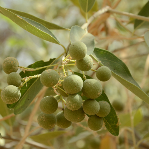 Aizen (Boscia Senegalensis) Plant Care & How to Grow, Water
