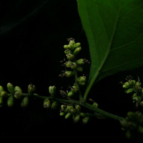 Bosea Amherstiana Care Guide: Water, Soil & Propagation - Plantiary