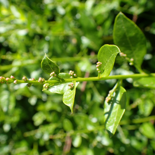 Bosea Cypria Plant Care & How to Grow, Water