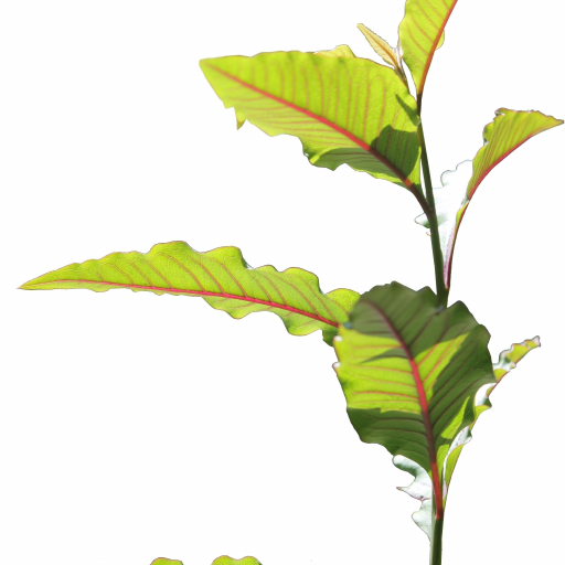 Bosea Yervamora Plant Care & How to Grow, Water