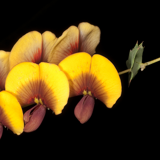 Water Bush (Bossiaea Aquifolium) Care Guide: Water, Soil & Propagation ...