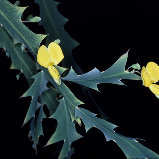 Holly-Leaved Pea Flower (Bossiaea Bossiaeoides) Plant Care & How to ...